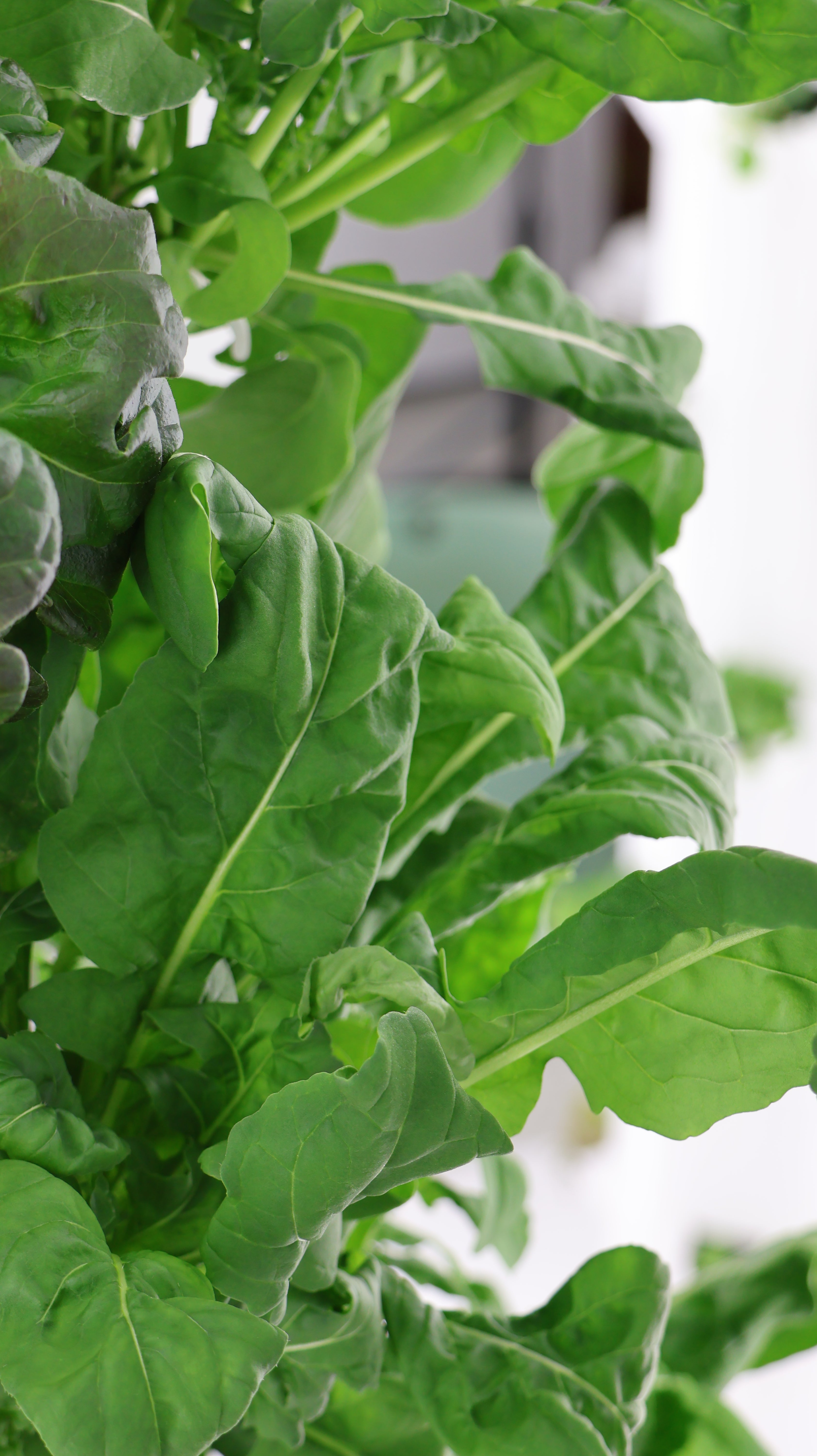 The Real Environmental Impact of Grow Space: Water, Emissions, and Wha ...