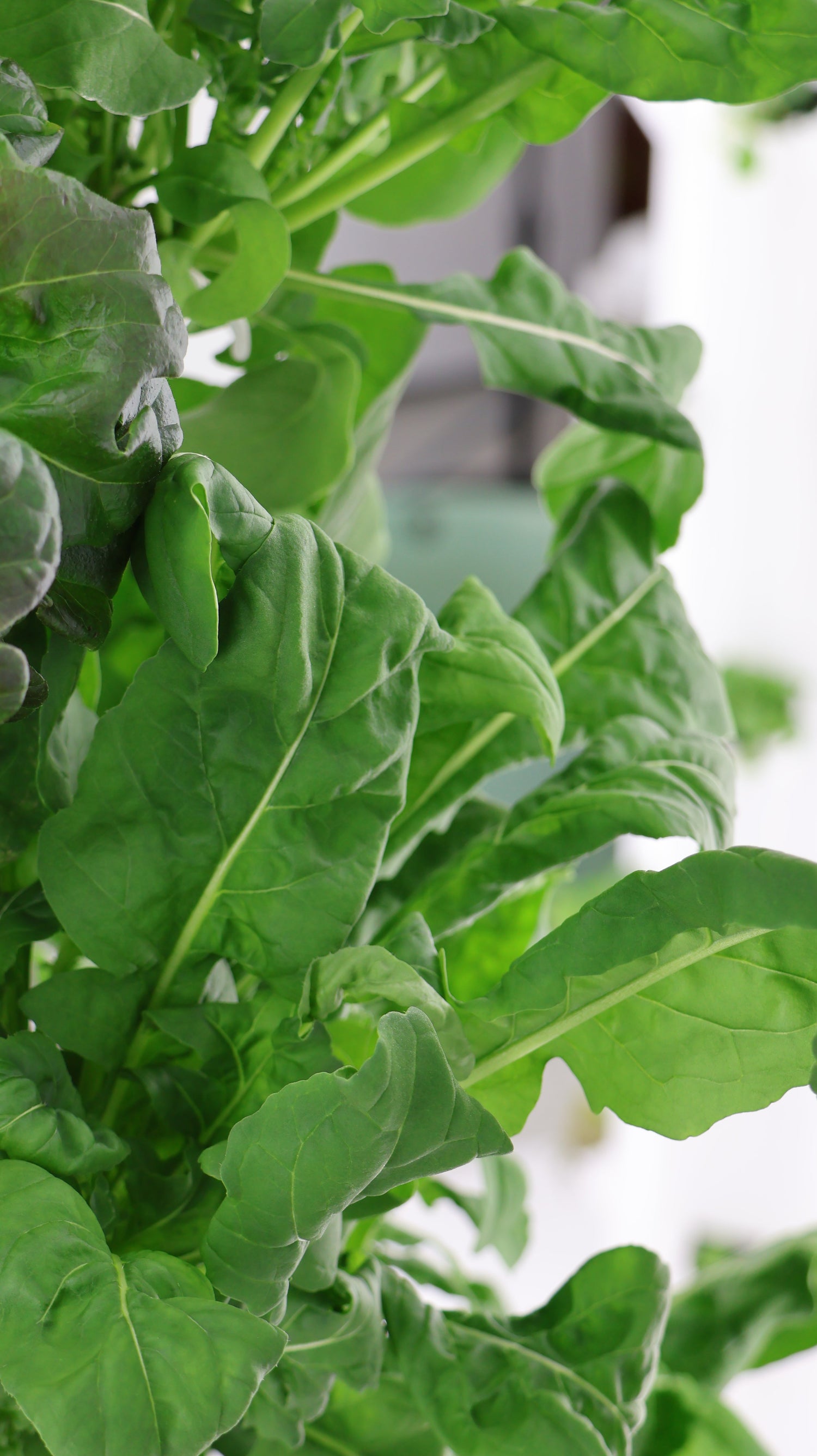 The Real Environmental Impact of Grow Space: Water, Emissions, and Wha ...