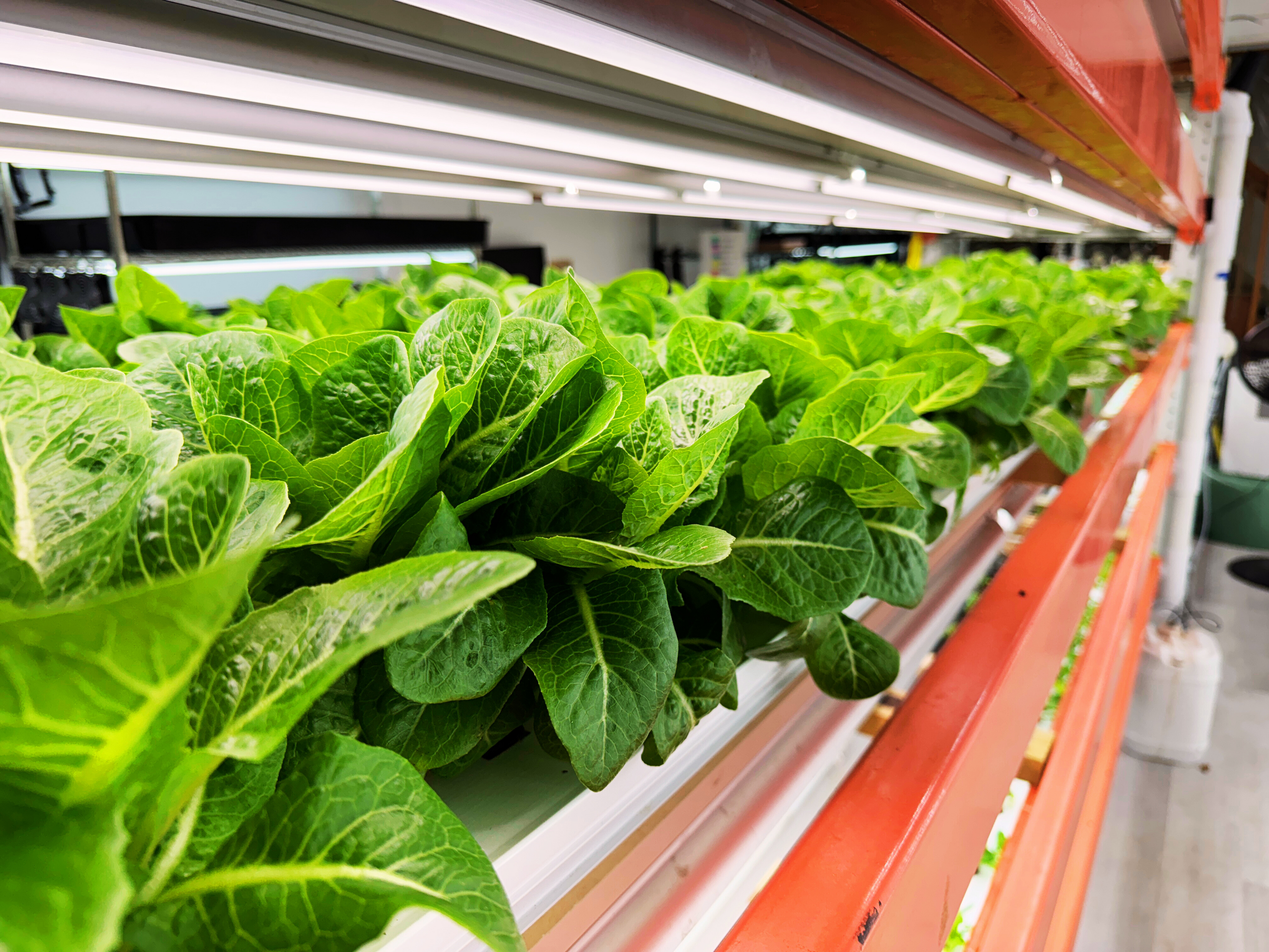 Grow Space Vertical Farms