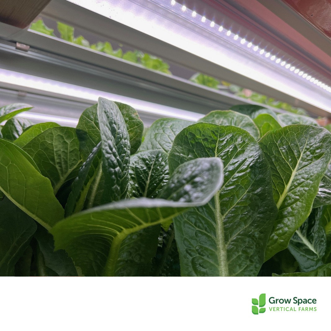Grow Space Vertical Farms